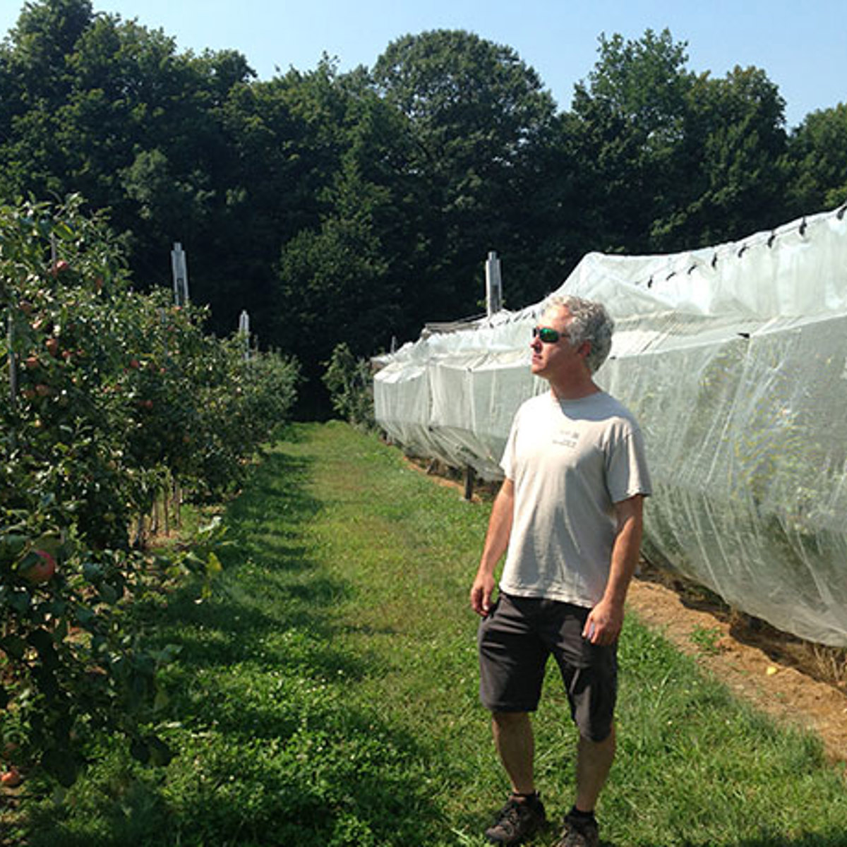 Filets d’exclusion pour la production biologique de pommes dans l’Est ...