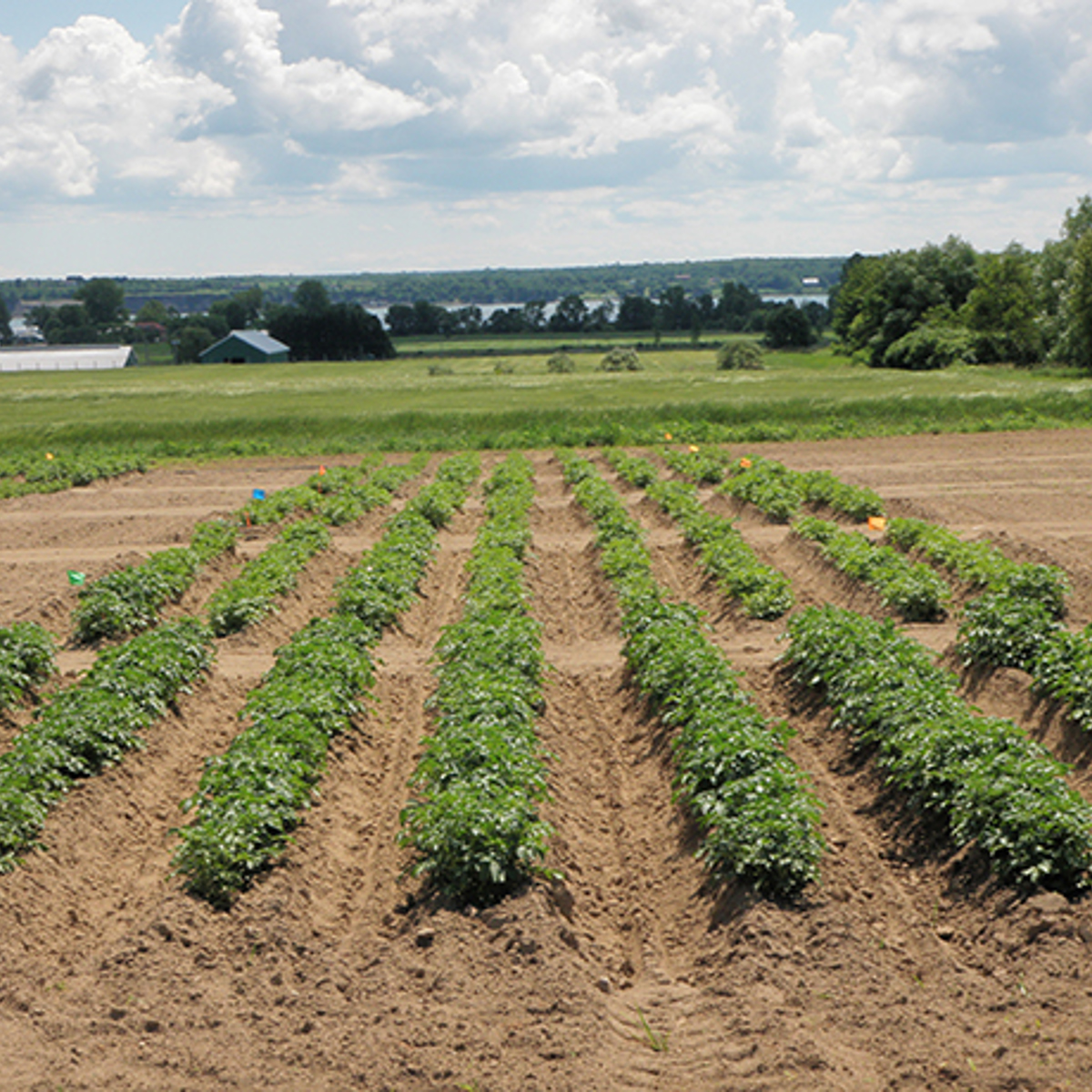 Approche intégrée de fertilisation azotée permettant la production ...