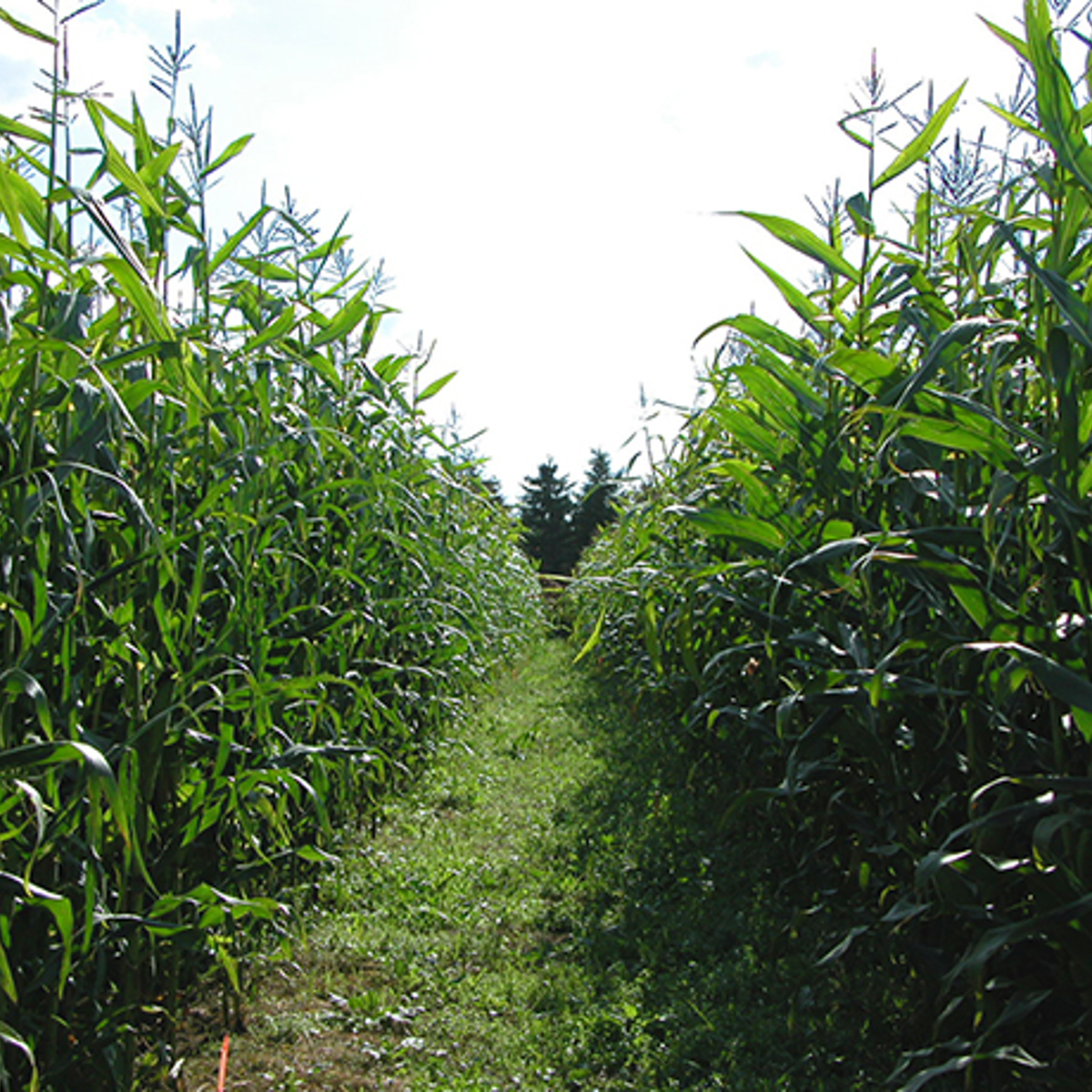 Systèmes de grandes cultures à haut rendement et réévaluation de l ...