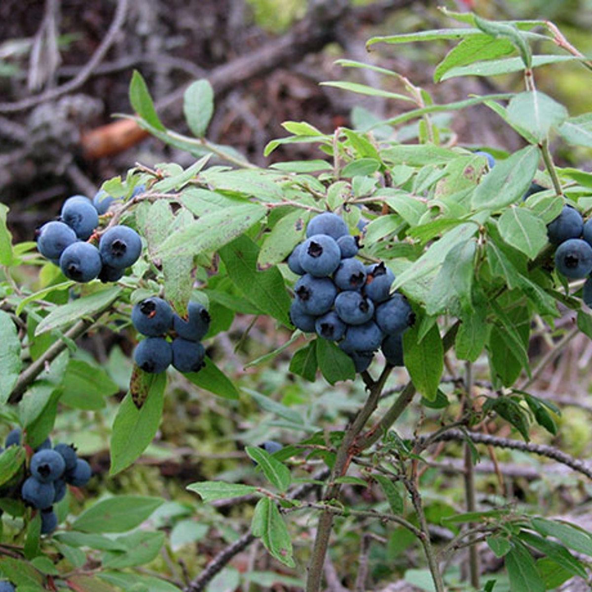 Régie raisonnée de l'eau pour le bleuet nain cultivé dans un contexte ...