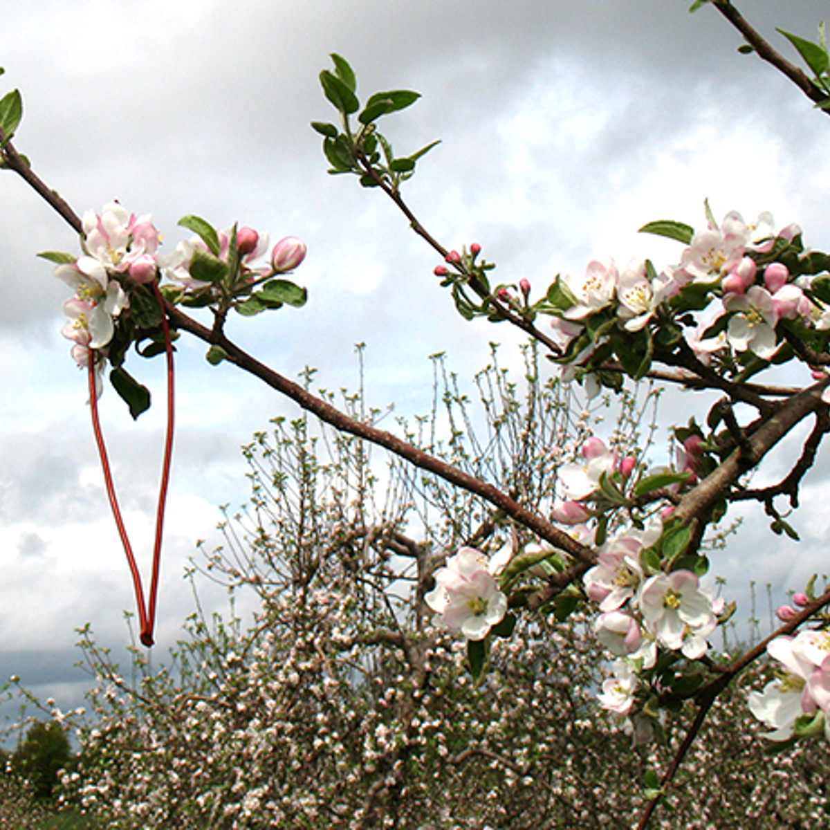 Efficacité des diffuseurs à phéromone sexuelle isomate cm/ofm tt ...