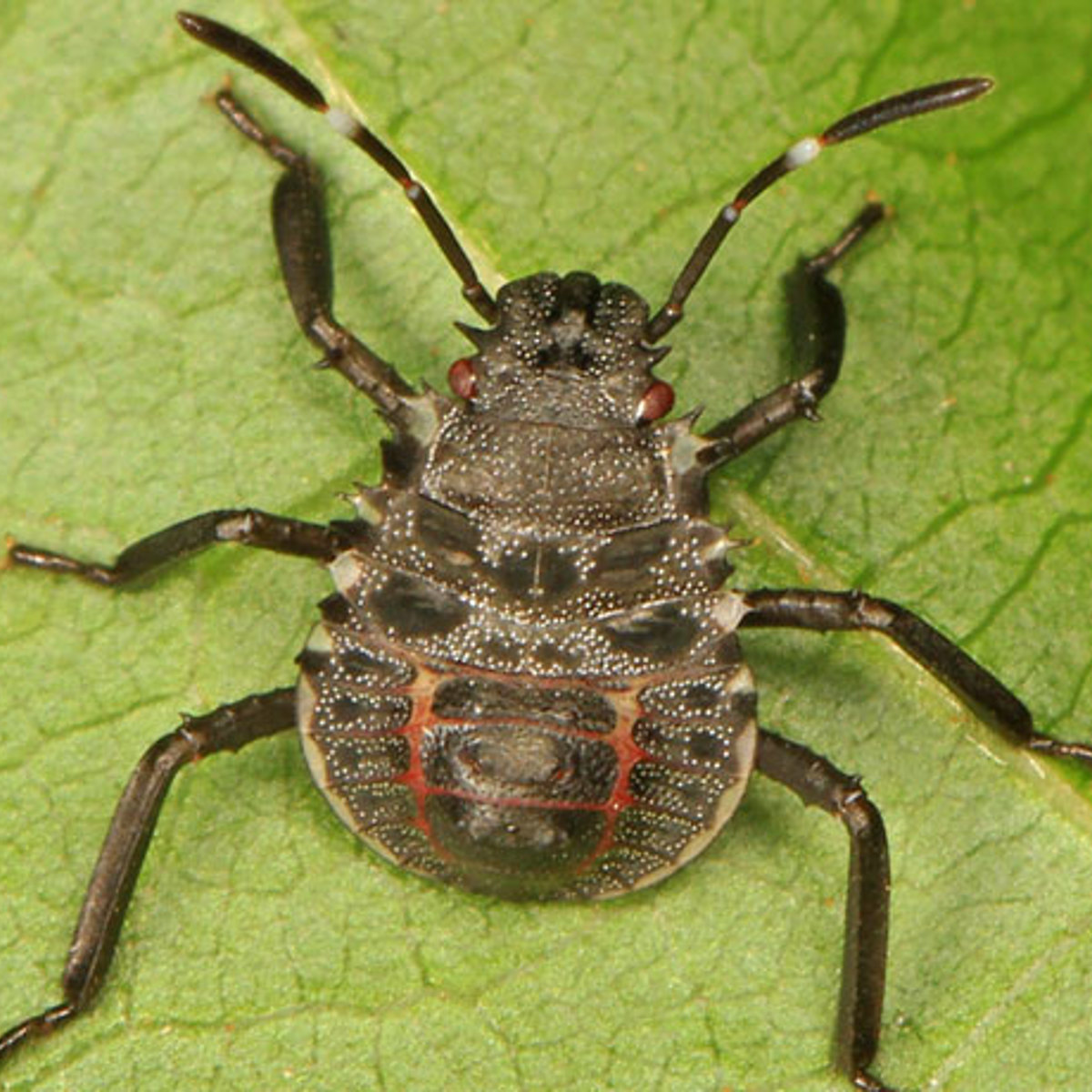 Développement de techniques attracticides pour le dépistage et la lutte ...