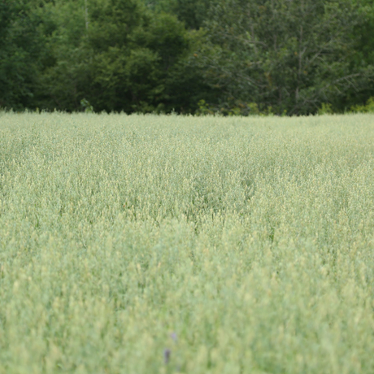 Essais de fertilisation NPK pour la culture de l’avoine en sol minéral ...
